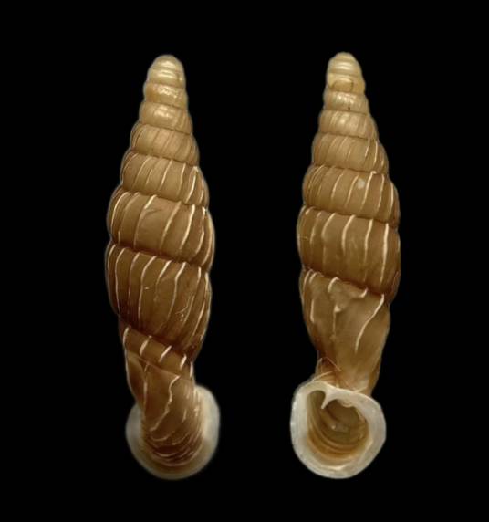 shellauction.net :: Grandinenia gastrum costigera - 3911394
