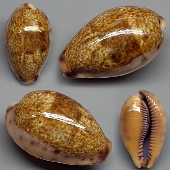 shellauction.net :: Contradusta walkeri - 3911524
