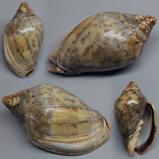 shellauction.net :: Cymbiola flavicans - 3911662