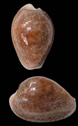 shellauction.net :: Naria marginalis - 3911669