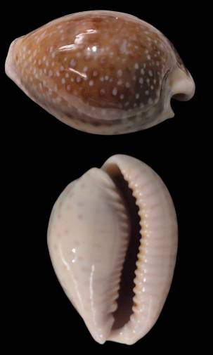shellauction.net :: Naria marginalis - 3911669