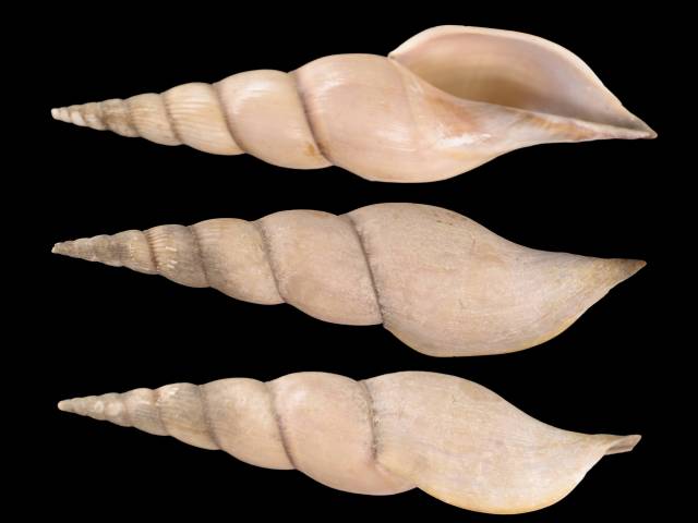 shellauction.net :: Calliotectum tibiaeforme johnsoni - 3912278