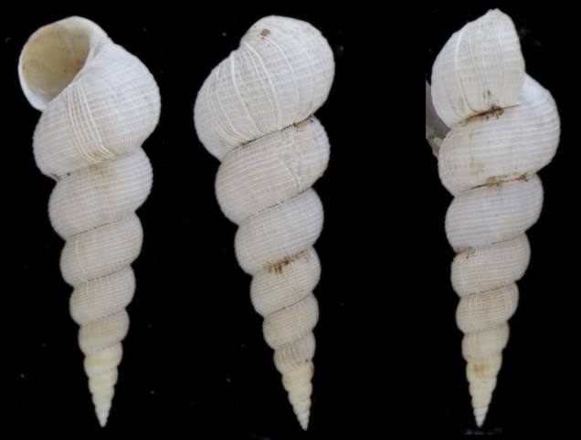 shellauction.net :: Amaea magnifica - 3912628