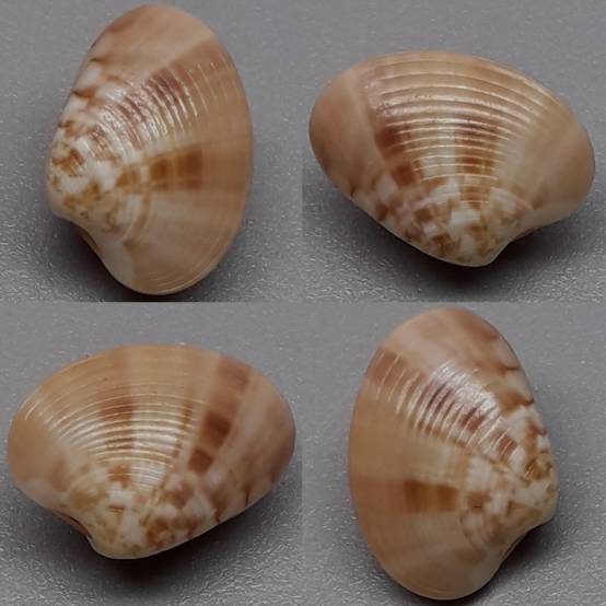 shellauction.net :: Callista sp. - 3913007