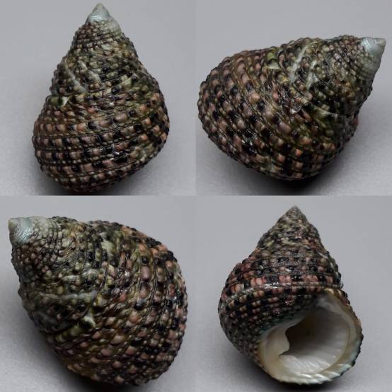 shellauction.net :: Monodonta sp. - 3913305