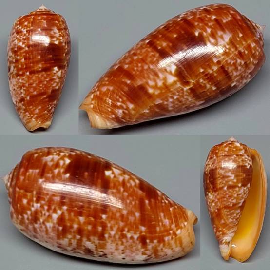 shellauction.net :: Conus bullatus - 3913743