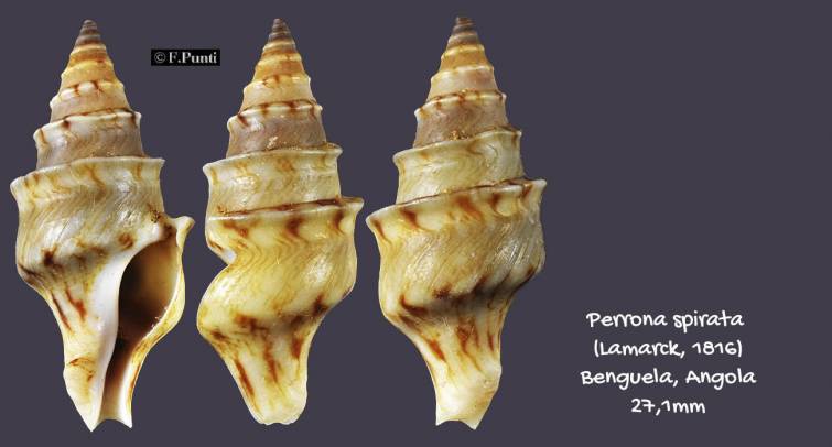 shellauction.net :: Perrona spirata - 3914582