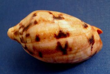 shellauction.net :: Cymbiola rutila - 3914627