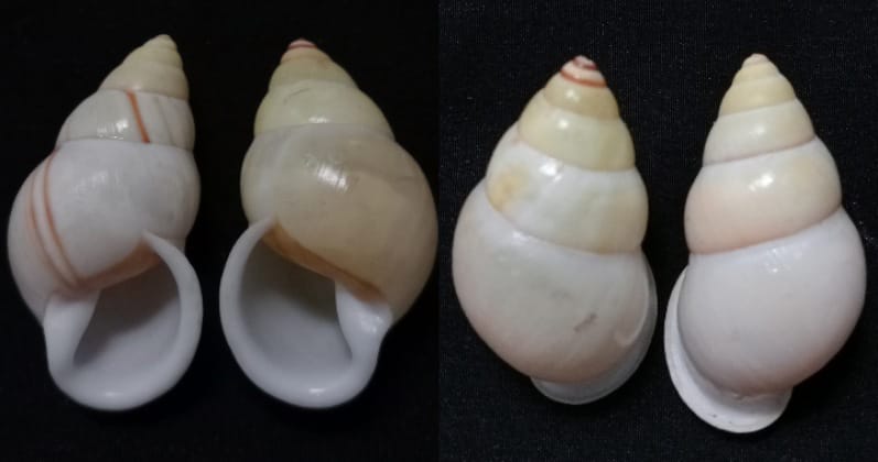 shellauction.net :: Amphidromus engganoensis - 3914637