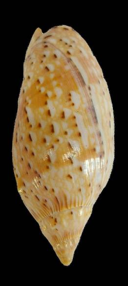 shellauction.net :: Cymbiola complexa frazerensis - 3914781