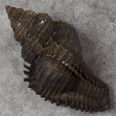 shellauction.net :: Chicoreus capucinus - 3914825
