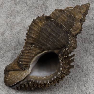 shellauction.net :: Chicoreus capucinus - 3914825
