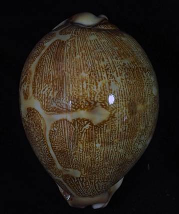 shellauction.net :: Leporicypraea mappa - 3915091