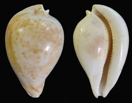 shellauction.net :: Umbilia hesitata suprastrata - 3915210