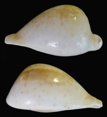 shellauction.net :: Umbilia hesitata suprastrata - 3915210