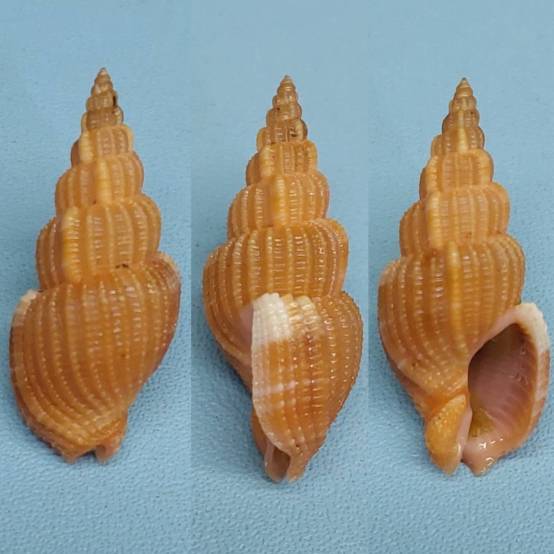 shellauction.net :: Phos roseatus - 3915520