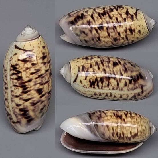 shellauction.net :: Oliva oliva - 3915562