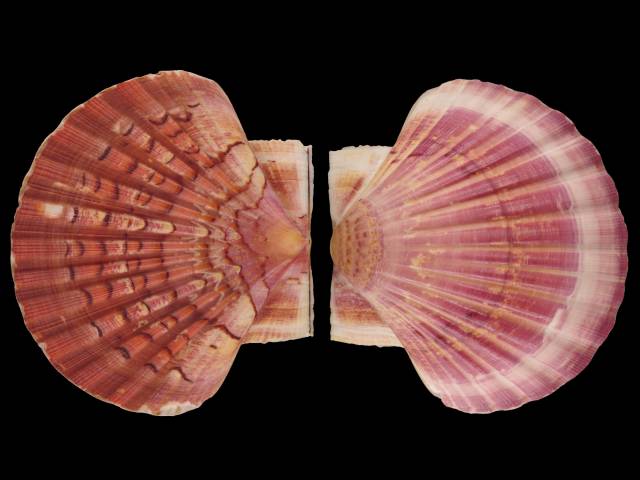 shellauction.net :: Pecten maximus - 3915747