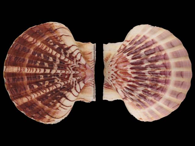 shellauction.net :: Pecten maximus - 3915799