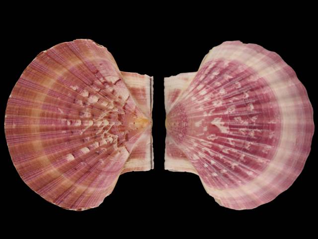 shellauction.net :: Pecten maximus - 3915821