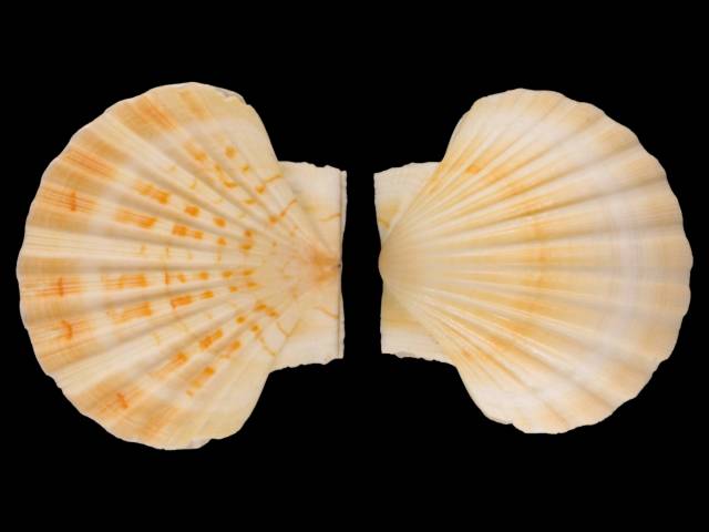 shellauction.net :: Pecten maximus - 3915858