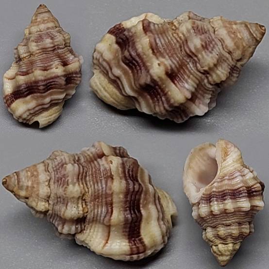 shellauction.net :: Nassarius sp. - 3916110