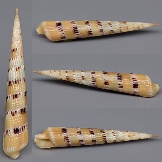 shellauction.net :: Terebra sp. - 3916130