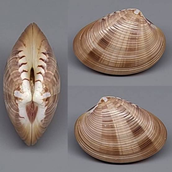 shellauction.net :: Callista sp. - 3916172