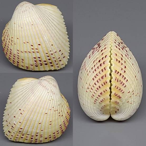 shellauction.net :: Fragum unedo - 3916285