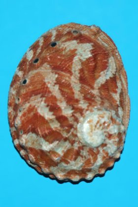 shellauction.net :: Haliotis scalaris emmae - 3916694