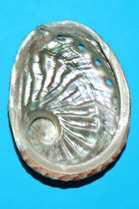 shellauction.net :: Haliotis scalaris emmae - 3916694
