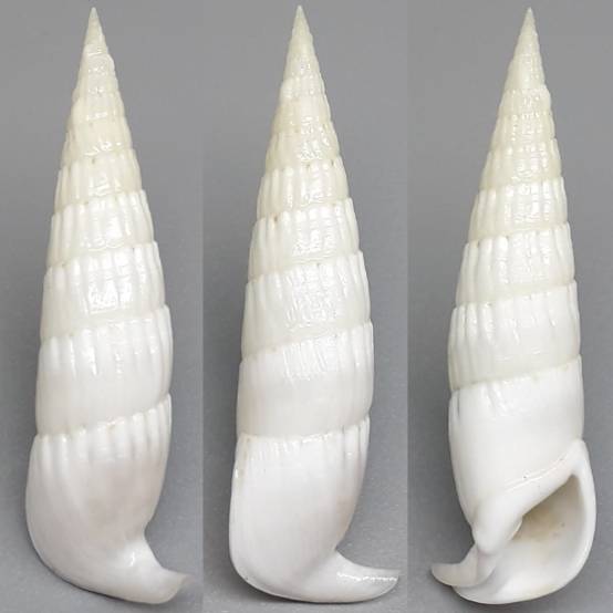 shellauction.net :: Rhinoclavis fasciata - 3916792