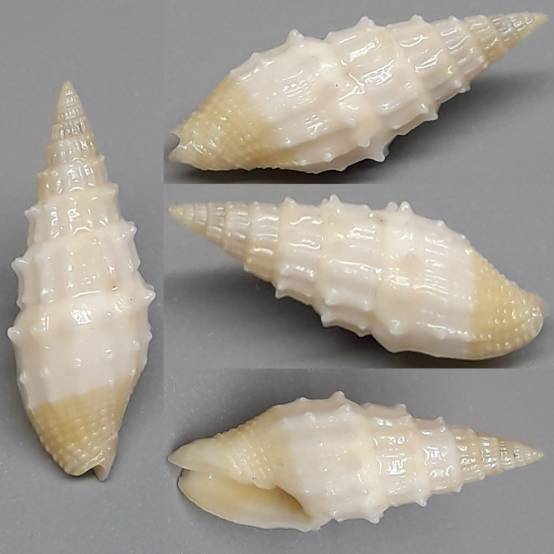 shellauction.net :: Vexillum echinatum - 3916798