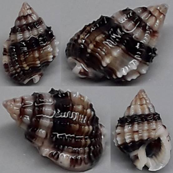 shellauction.net :: Nassarius sp. - 3916823