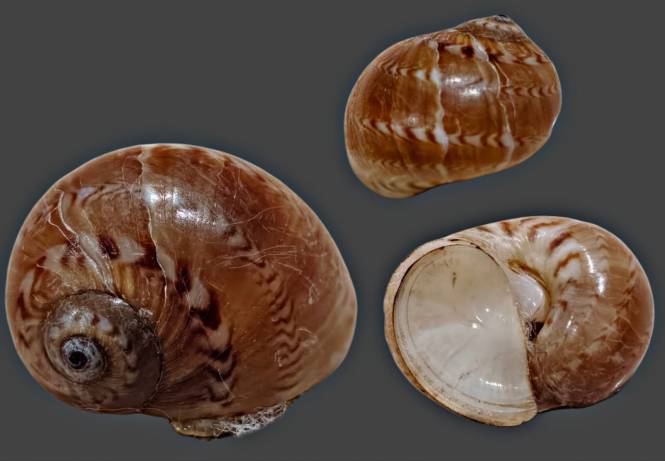 shellauction.net :: Tanea tenuipicta - 3916867