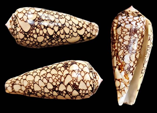 shellauction.net :: Conus omaria - 3917091