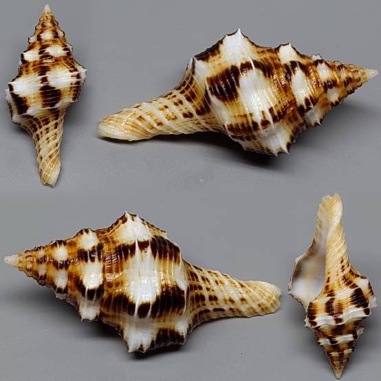 shellauction.net :: Latirus polygonus - 3917243