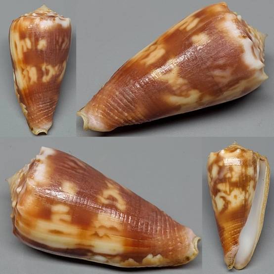 shellauction.net :: Conus moluccensis - 3917395