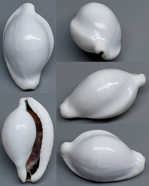 shellauction.net :: Ovula ovum - 3917433