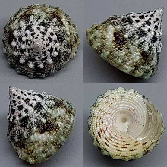 shellauction.net :: Trochus rotus - 3917470