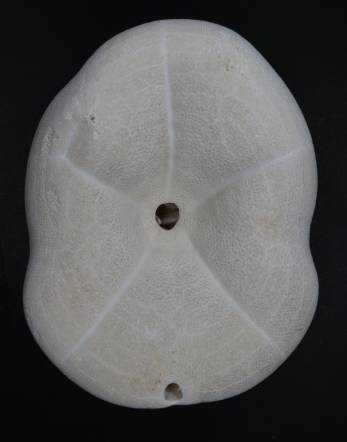 shellauction.net :: Clypeaster rosaceus - 3917507