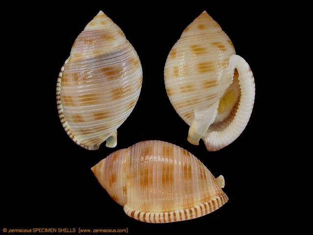 shellauction.net :: Semicassis microstoma - 3917581