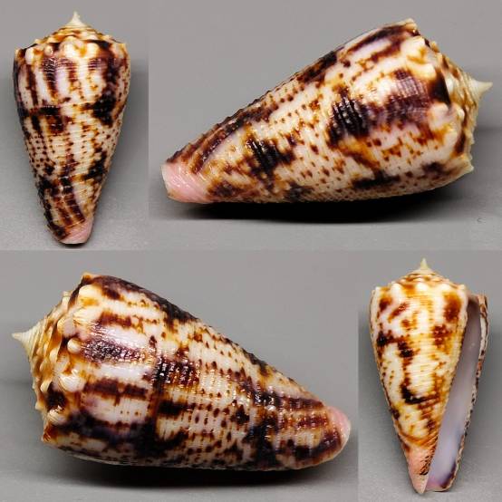 shellauction.net :: Conus moluccensis - 3917709