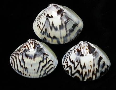 shellauction.net :: Meretrix sp. - 3917790