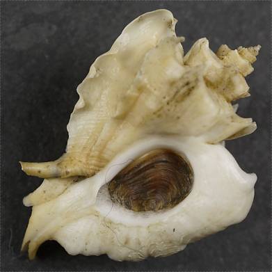 shellauction.net :: Ceratostoma inornata - 3917797
