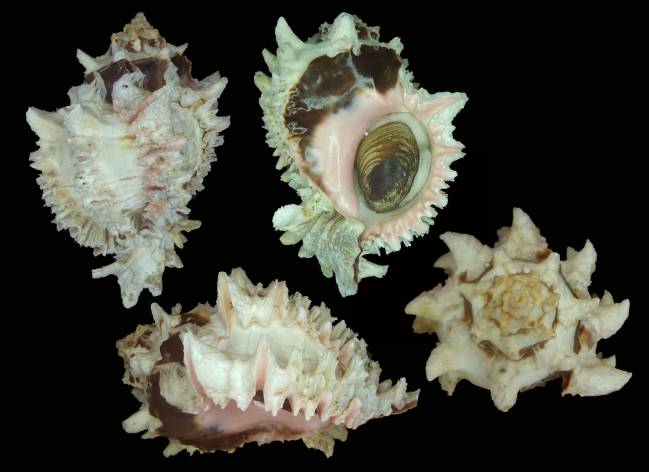 shellauction.net :: Phyllonotus regius - 3917872
