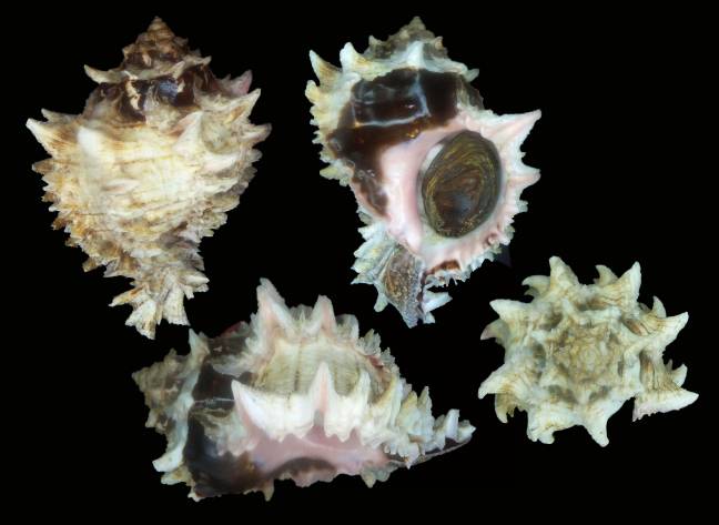 shellauction.net :: Phyllonotus regius - 3917884
