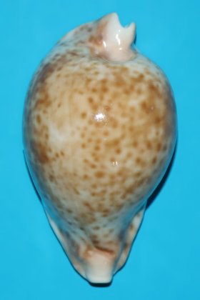 shellauction.net :: Umbilia hesitata - 3918092
