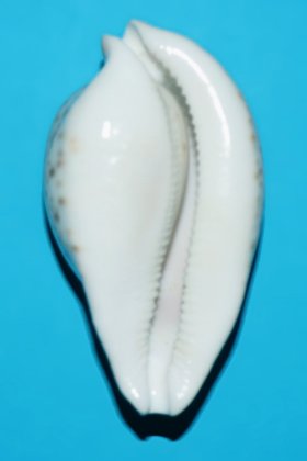 shellauction.net :: Umbilia hesitata - 3918092