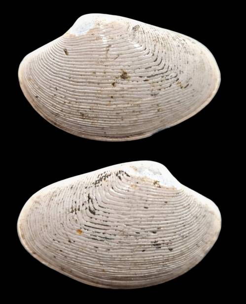 shellauction.net :: Callista sp. - 3918187